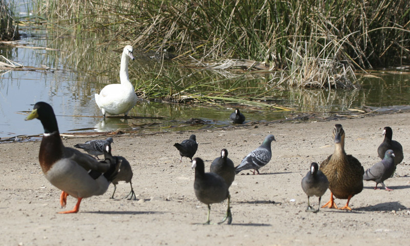 main@sbcobirding.groups.io | Mute Swan at Andree Clark Bird Refuge